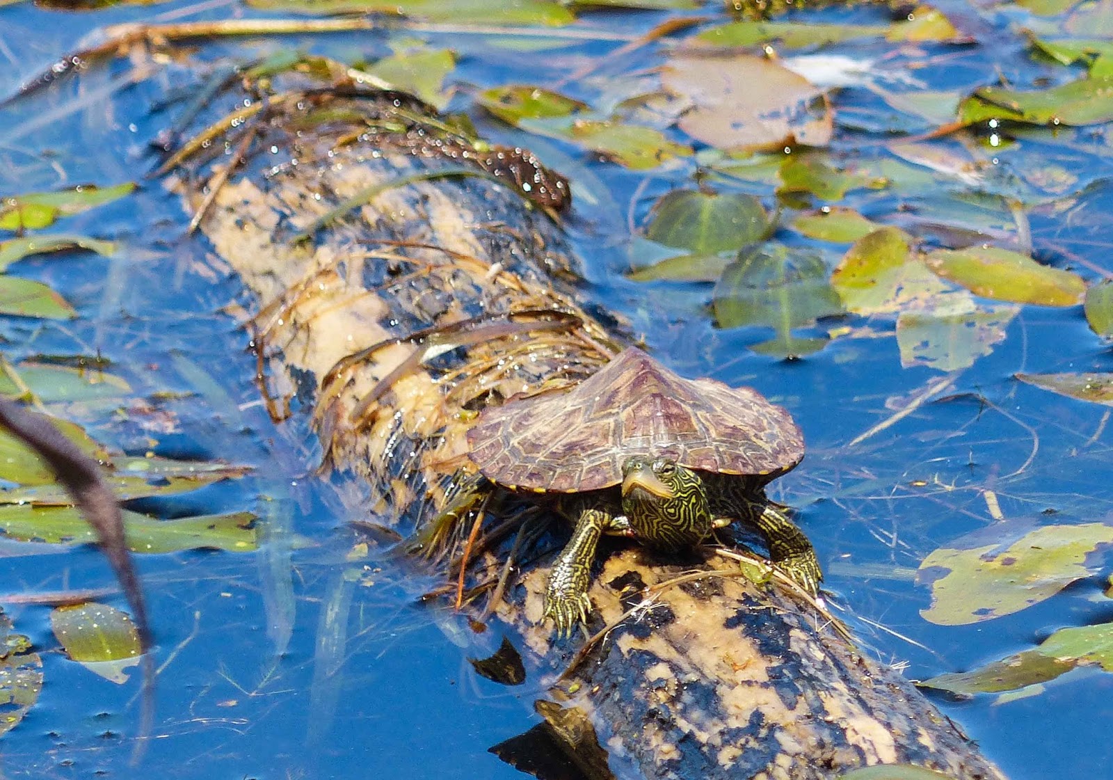 Gale's Photo and Birding Blog: Northern Map Turtle