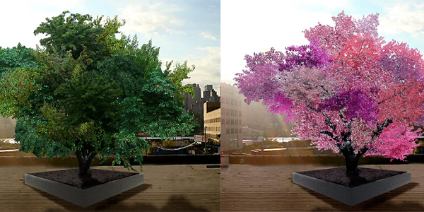 The Tree of Forty Fruits – Scientific Scribbles