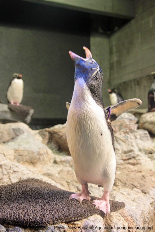 Penguin Blog: Macaroni vs. rockhopper penguins