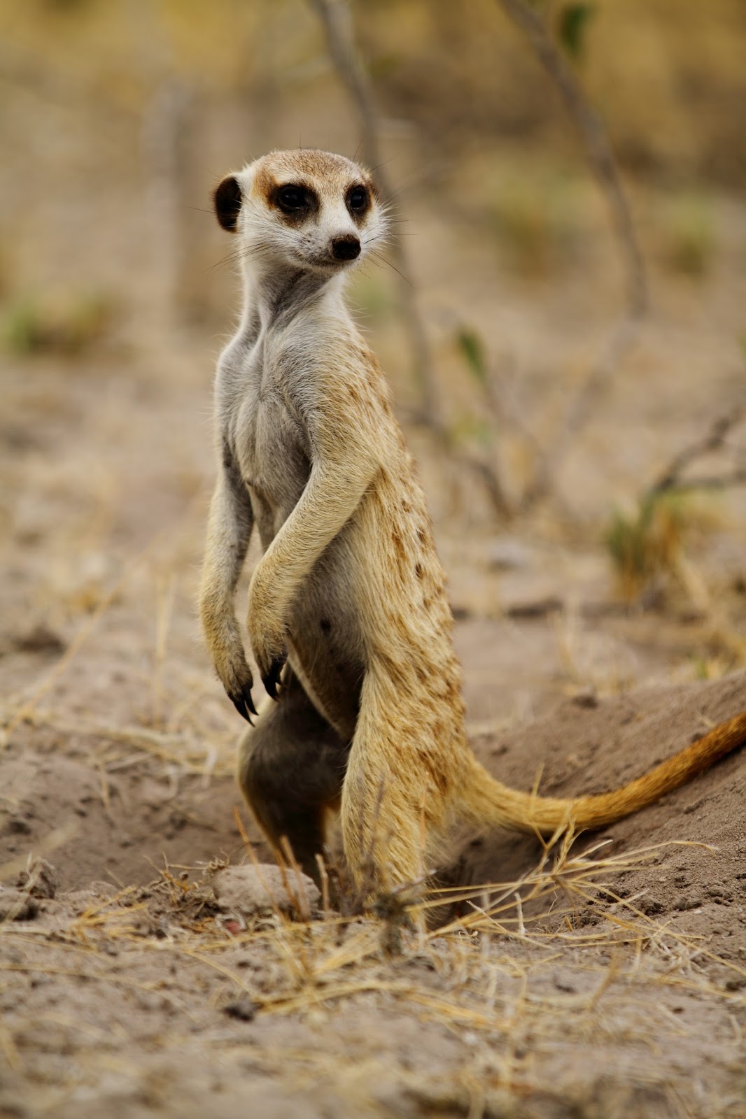 Blog de Viajes: Viajar y Aprender: Un día entre suricatos al norte del ...