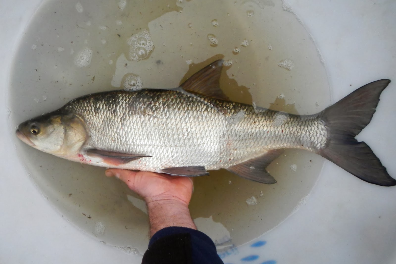 Datakal: zilverkarper en visles.