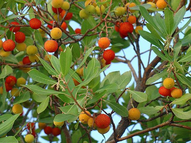 Fruit Warehouse: Madrono ( Arbutus )