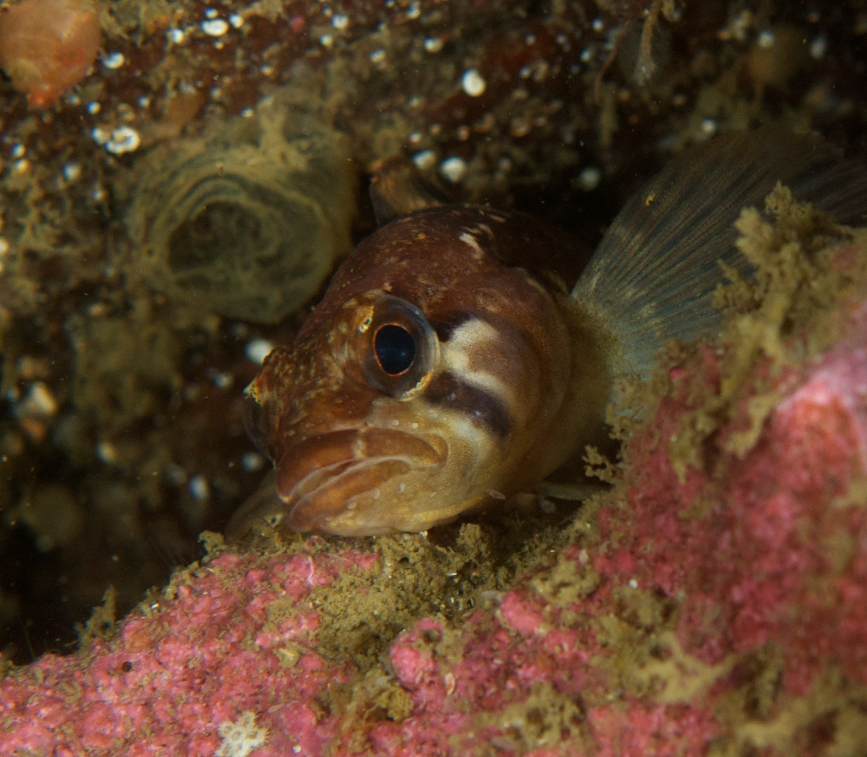 The Best of Underpressure Photography: Radiated Shanny- Harpswell, ME ...