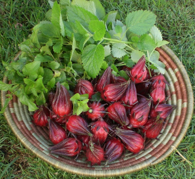 Life and Healthy: Roselle Nutrition Facts