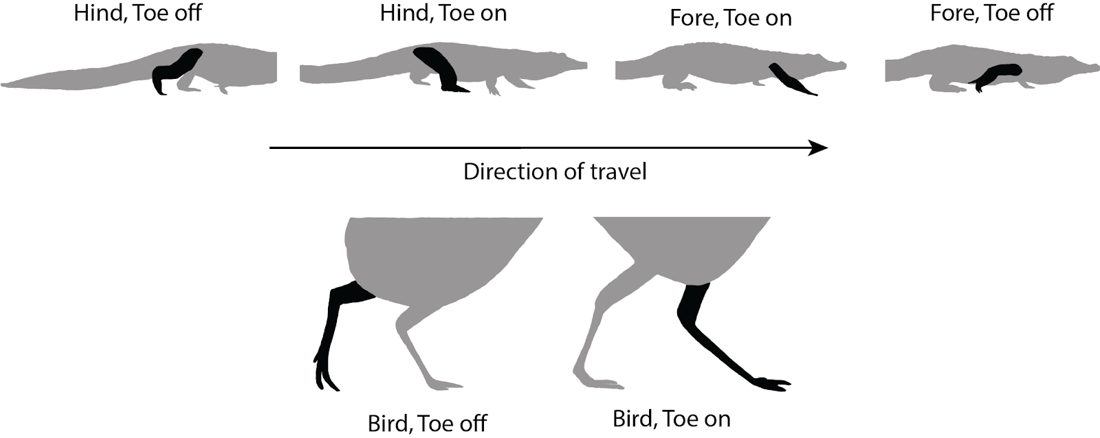 A (palaeo)biologist postdoc's views of the past, present and future ...