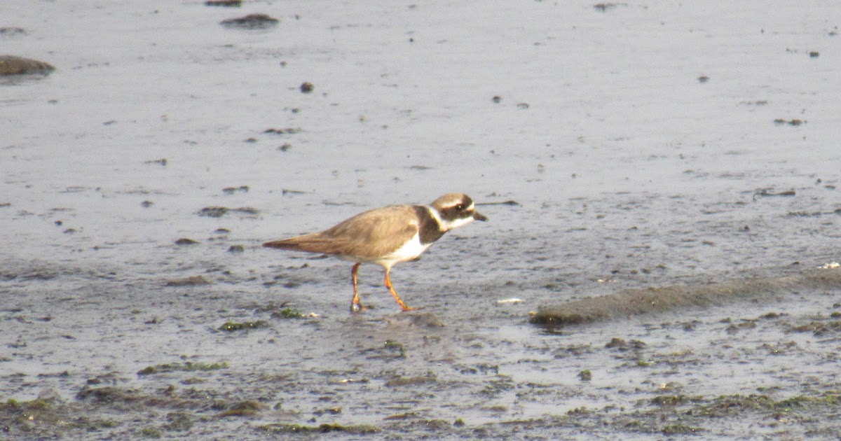 BC Rare Bird Alert: RBA: COMMON RINGED PLOVER in Campbell River - Sept ...