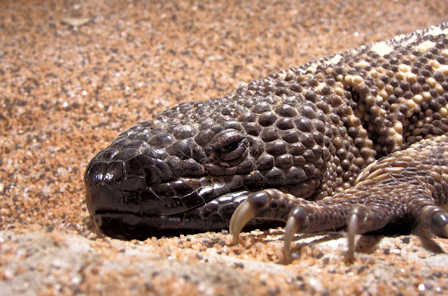 Gila Monster | The Biggest Animals Kingdom