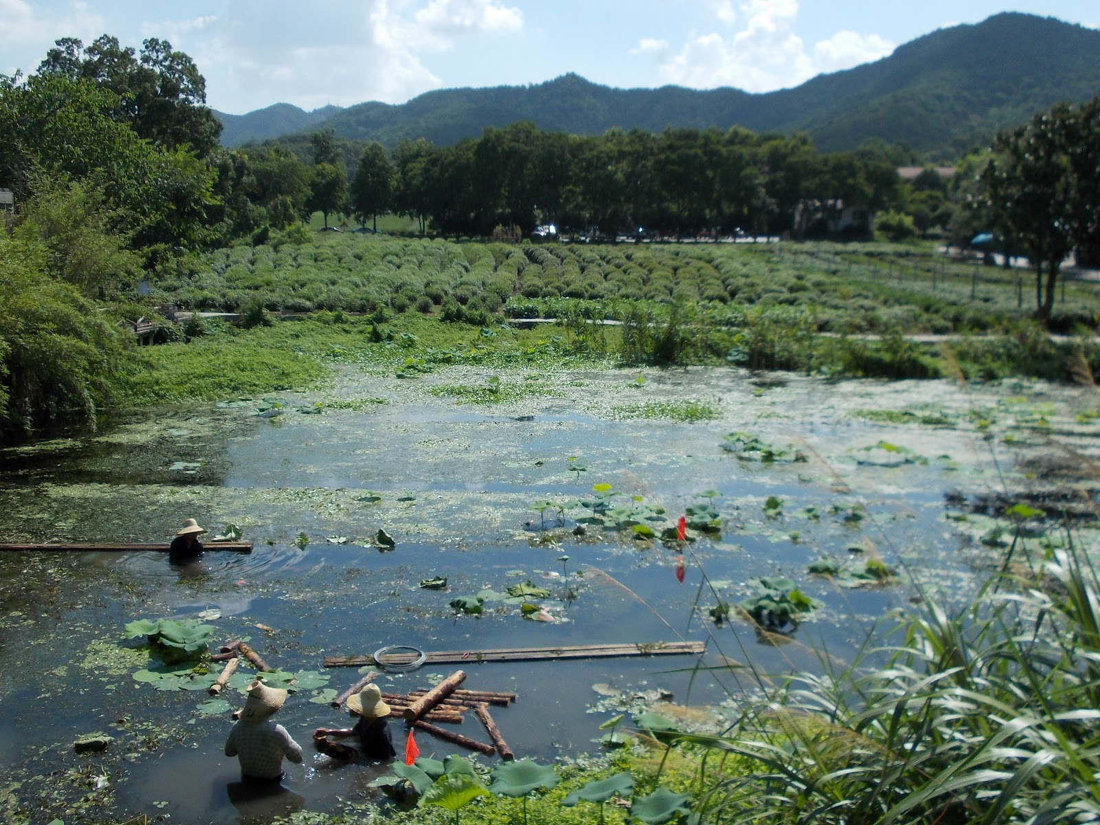 Tunnen rahu, olles rahuldamatu...: Hiina tee muuseum, päev 485