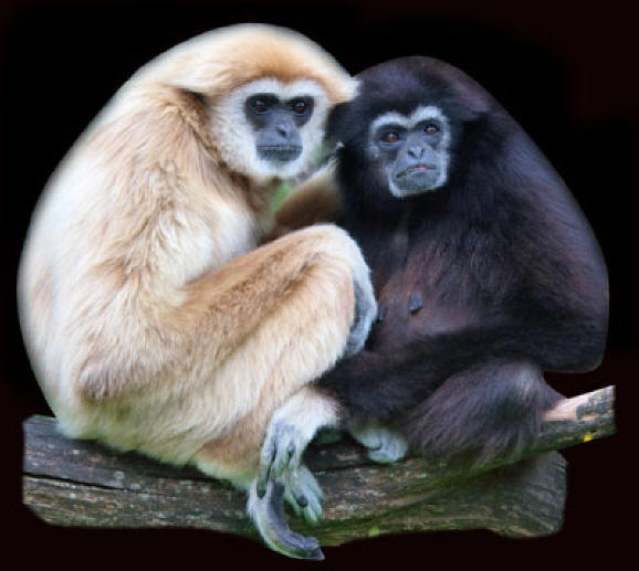 Info animales: PRIMATES GIBONES