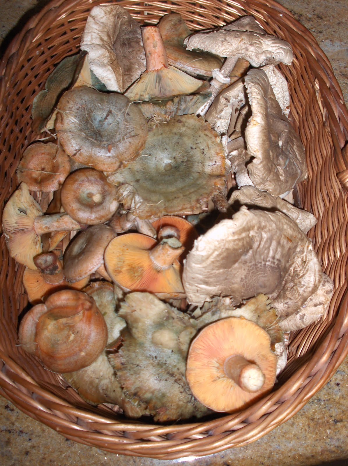 Aprendiz: los primeros níscalos de la temporada