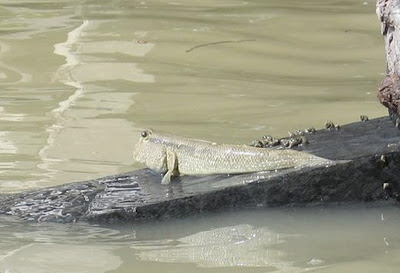 Zoo Animals: Climbing Fish