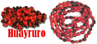 HUAYRURO Ó SIRARI: SEMILLA DE LA BUENA SUERTE - Soy Brujo - amarres de ...