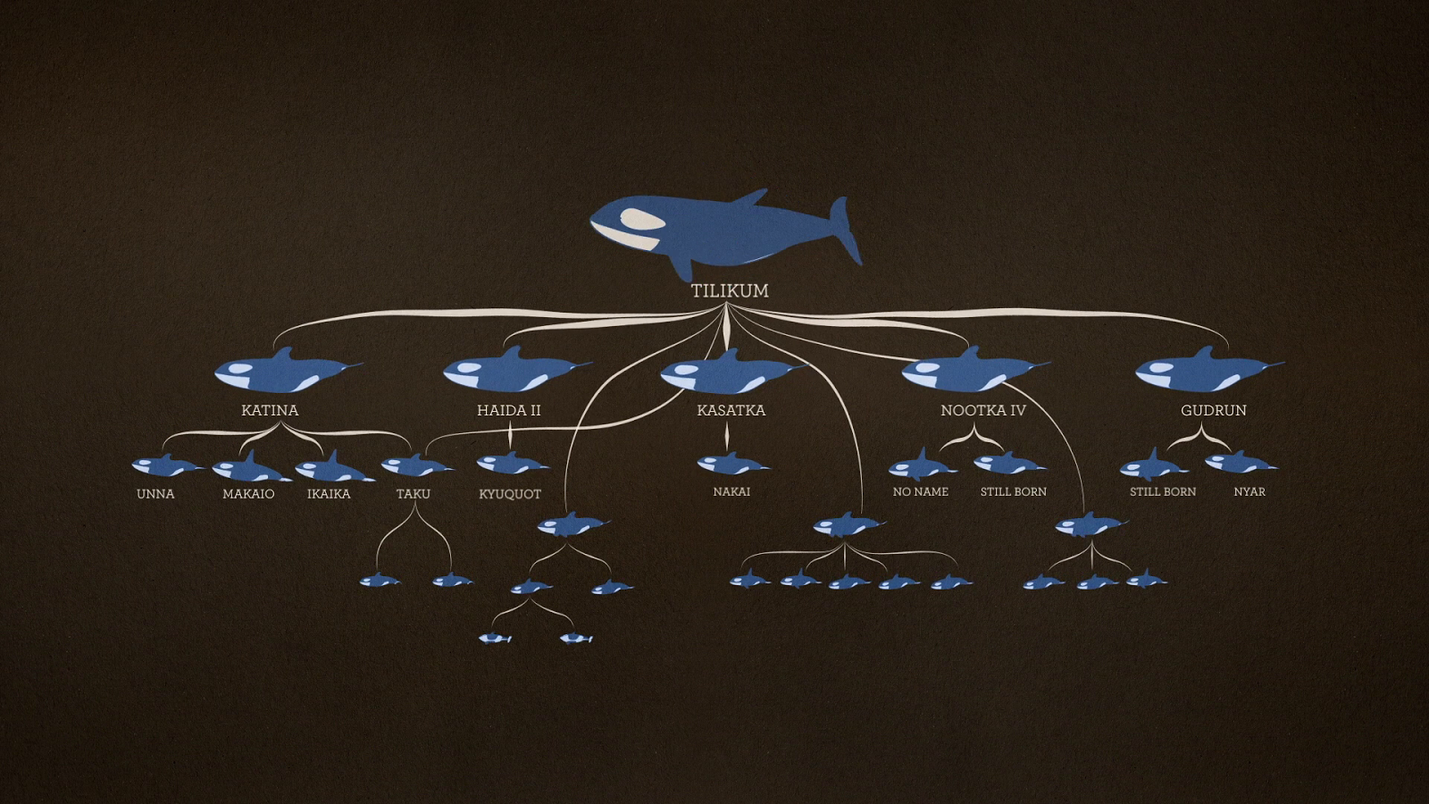 FILM DREAMS: BLACKFISH ( 2013 )