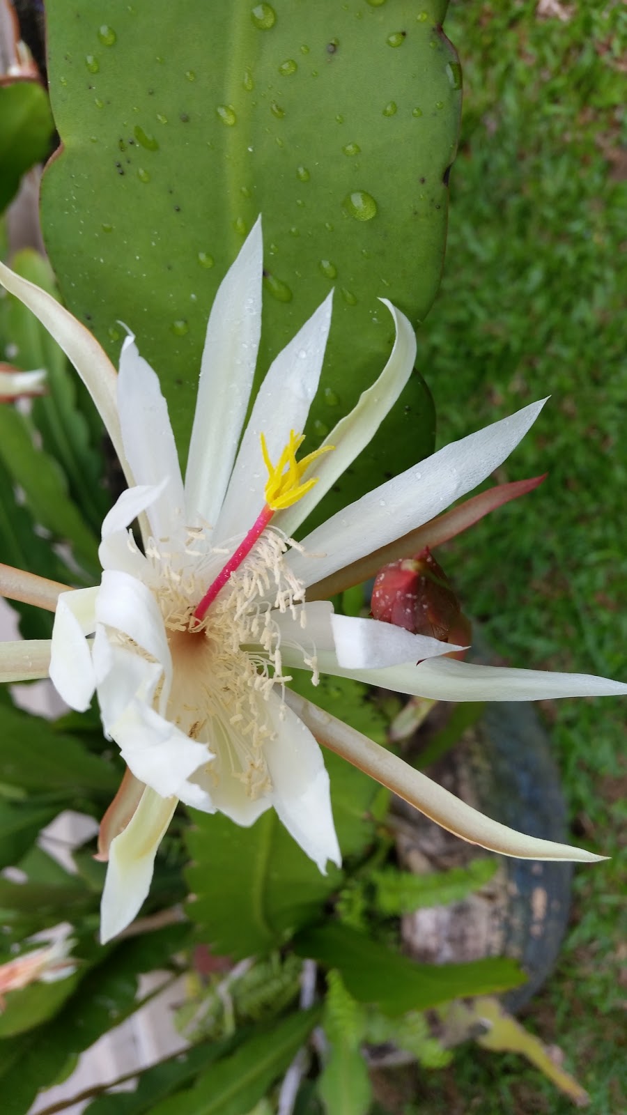 Warisan Petani: Pokok Bunga Bakawali