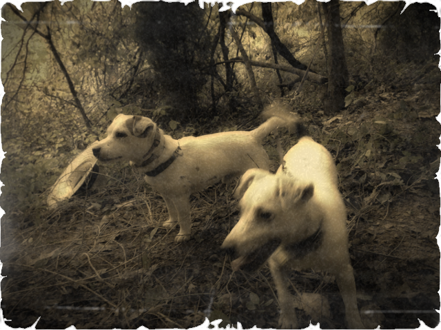 Terrierman's Daily Dose: Terrier Work, 1885