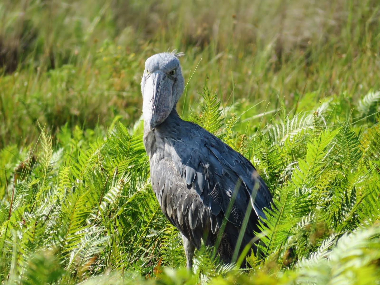 In Search of the Shoebill Storks in Mabamba Swamp