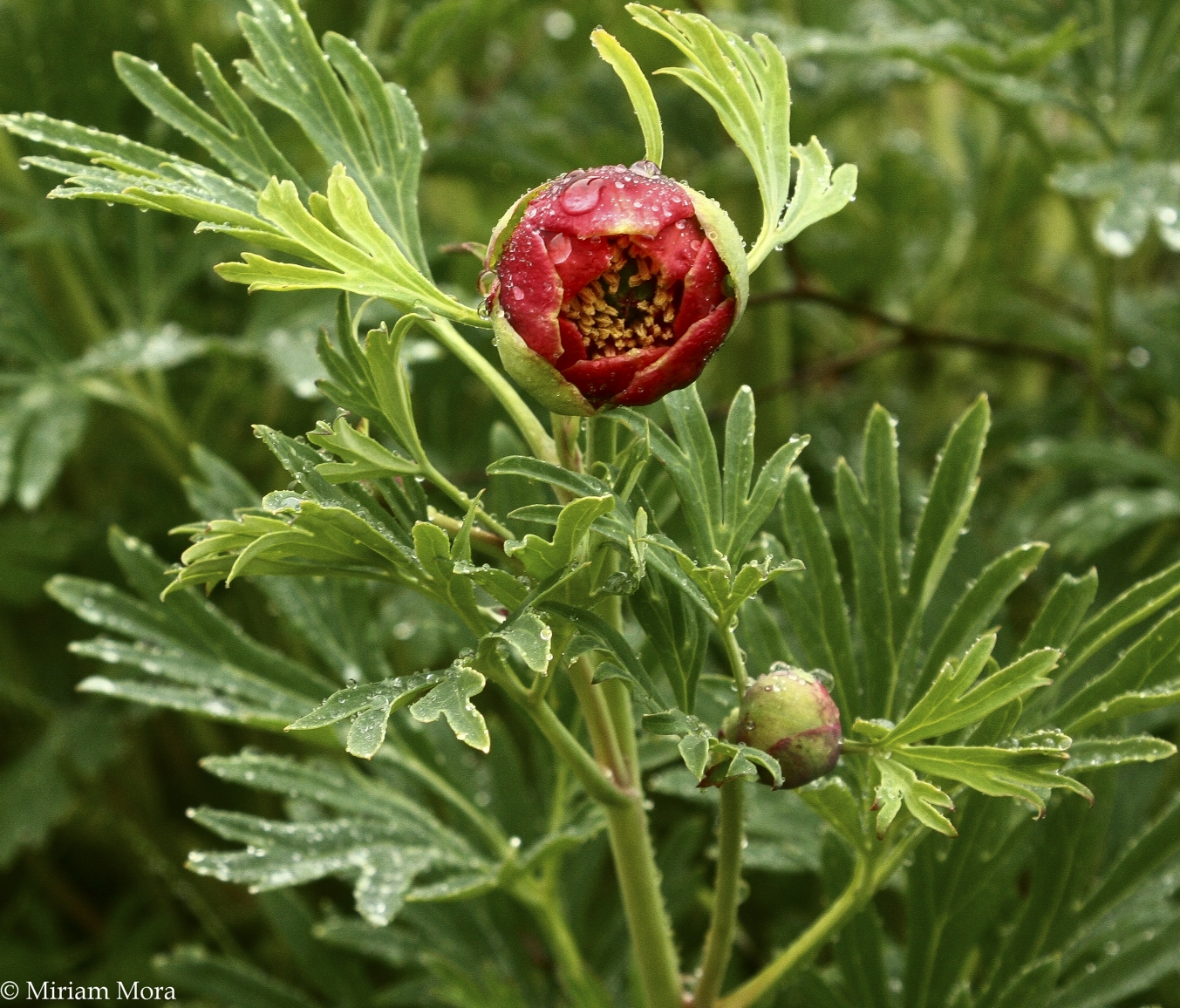 Flora de Baja California: CHAPARRAL