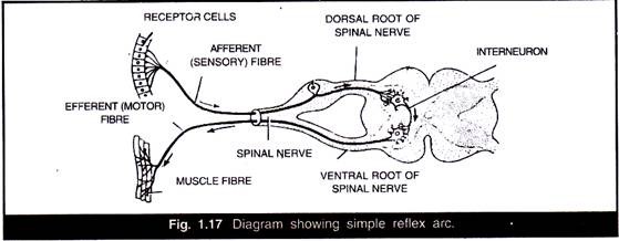 Reflex Action in Animals ~ Zoology-NETWORK