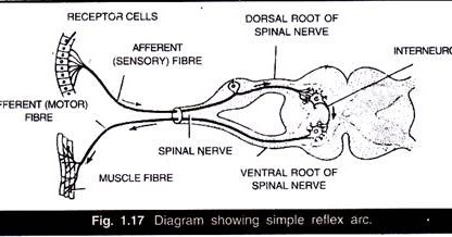 Reflex Action in Animals ~ Zoology-NETWORK