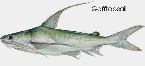 Martin County, Fla Fishing Report: Gaftopsail Catfish Fishing