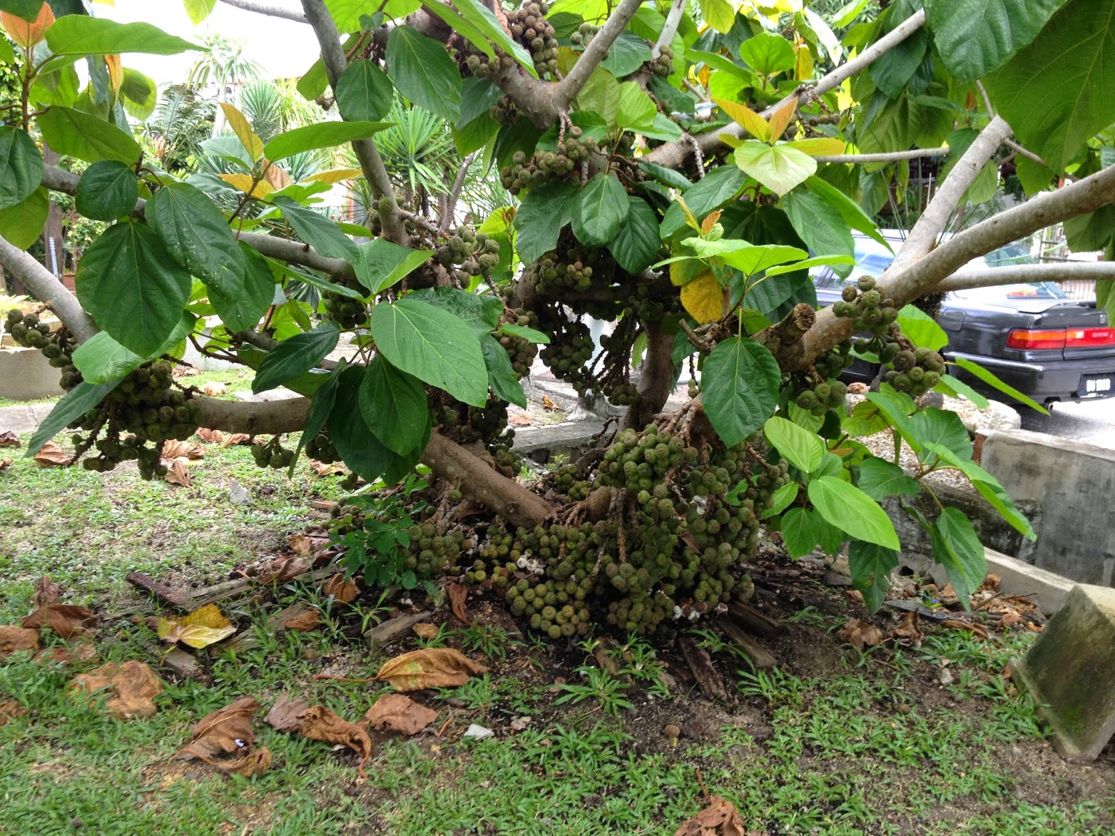 Swiftlet Farming: Million Dollars A Year Income Potential.: A Very ...