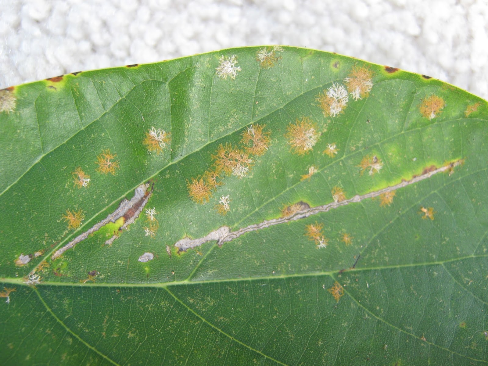 Garden Guy Hawaii: June 2015