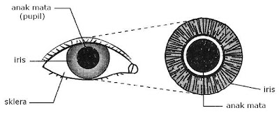 Sains 1 2 3: Deria Penglihatan