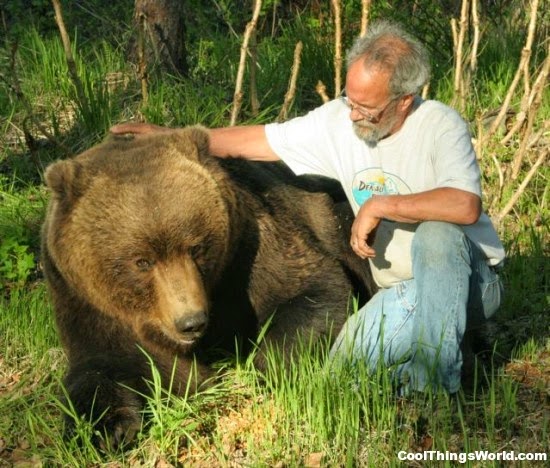 In difesa degli animali: gli orsi bruni