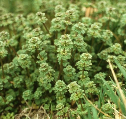 The Herb Hound: PURPLE DEADNETTLE/RED HENBIT
