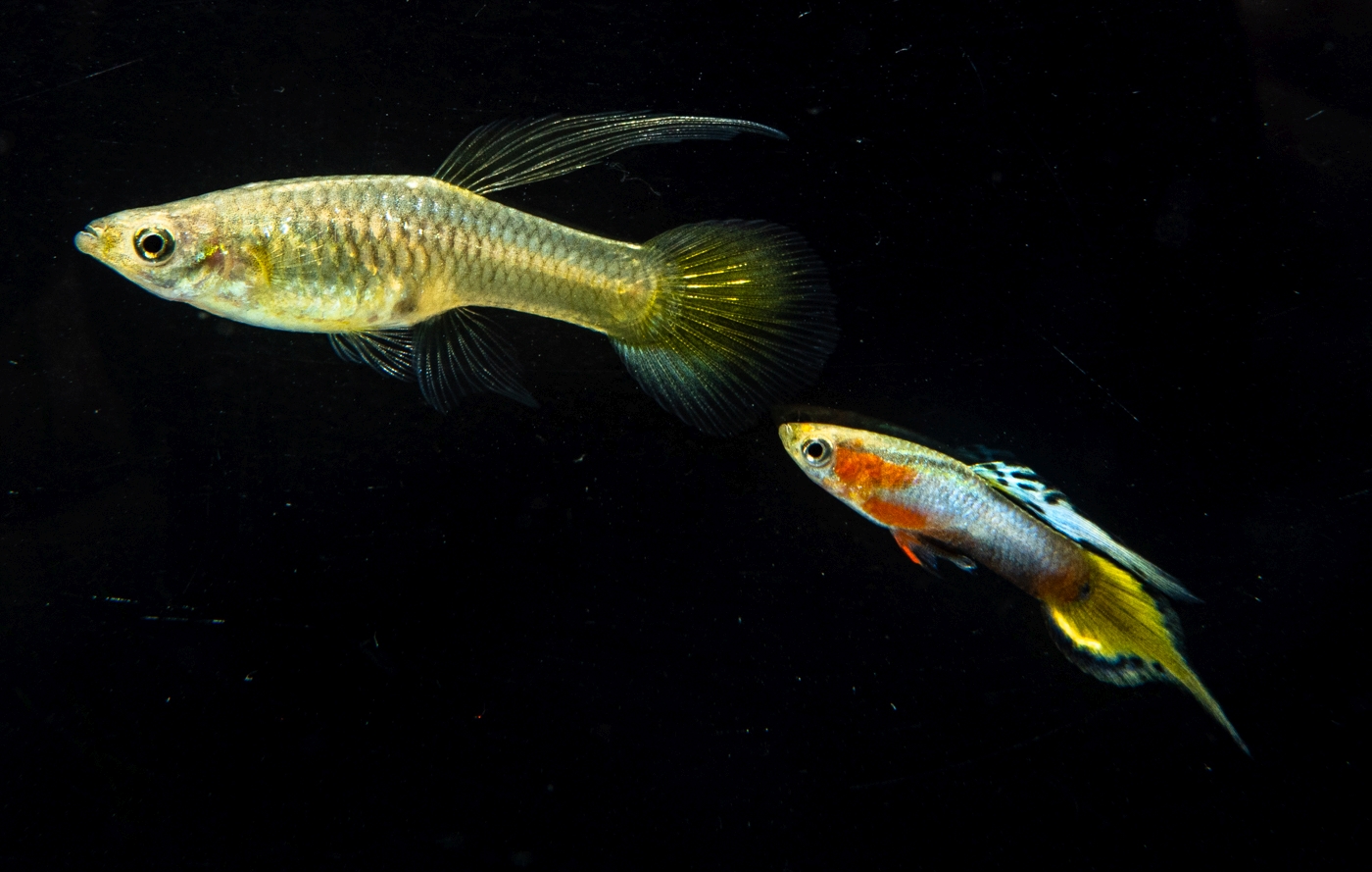 Guppy Show in Vienna Trios and Pairs 2019 - Ralfs-Guppy-Blog