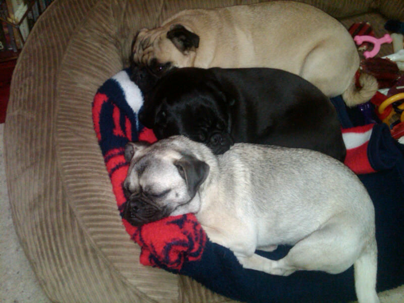 Rugs and Pugs: Fitting In