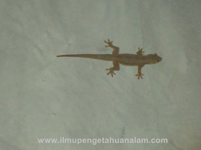 Ciri Khusus Cicak dan Fungsinya | Materi dan Soal Biologi