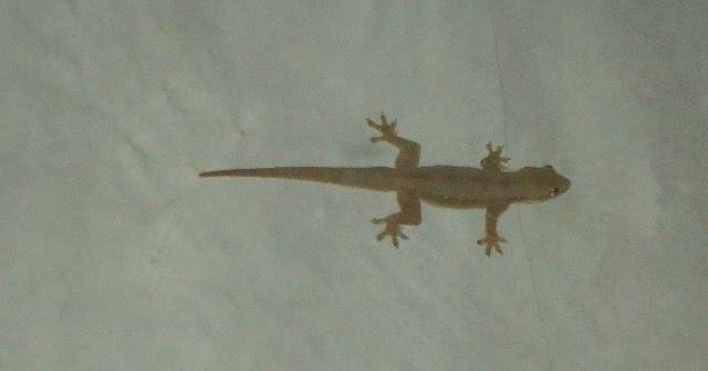 Ciri Khusus Cicak dan Fungsinya | Materi dan Soal Biologi