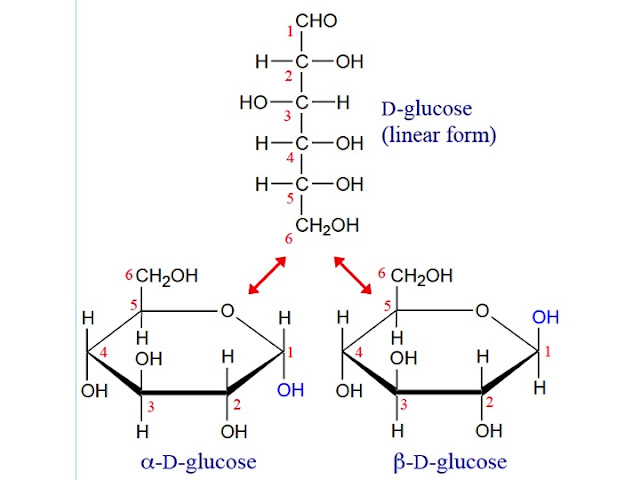 Mundo da Bioquímica (blog sobre bioquímica): Ciclização dos monossacarídeos