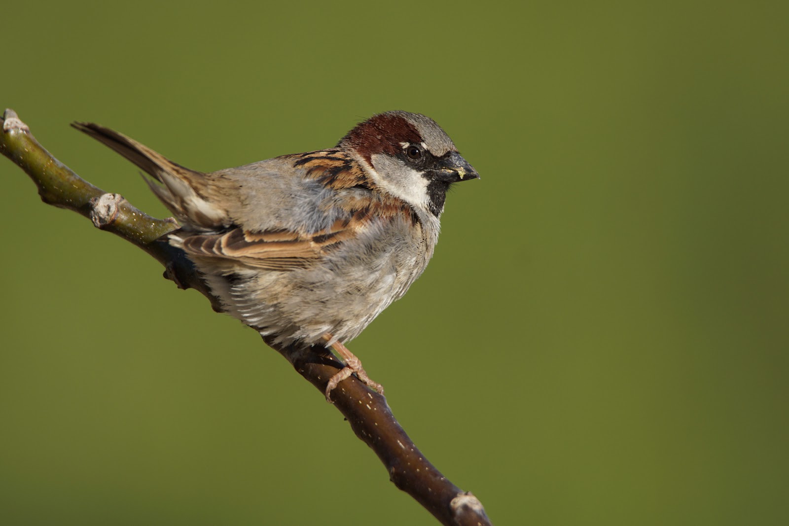 Pasión por las aves: Gorrión común.(Passer domesticus)