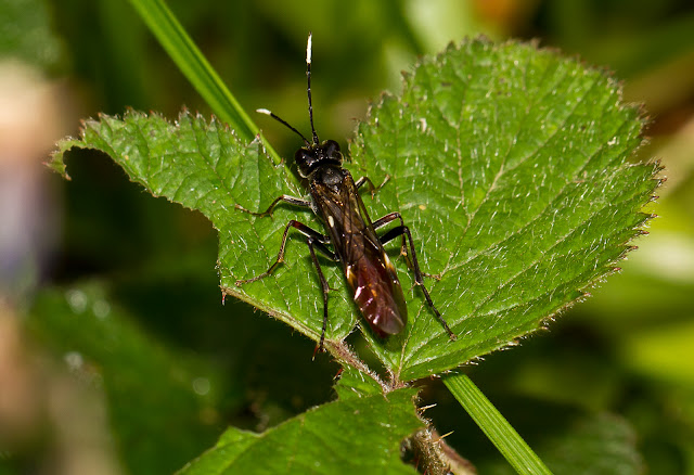 Focus On Wildlife: Sawflies