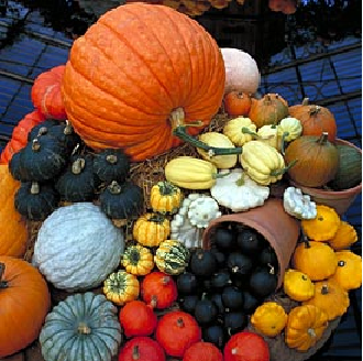 Nursery Raising for cucurbitaceous Vegetables - General Agriculture