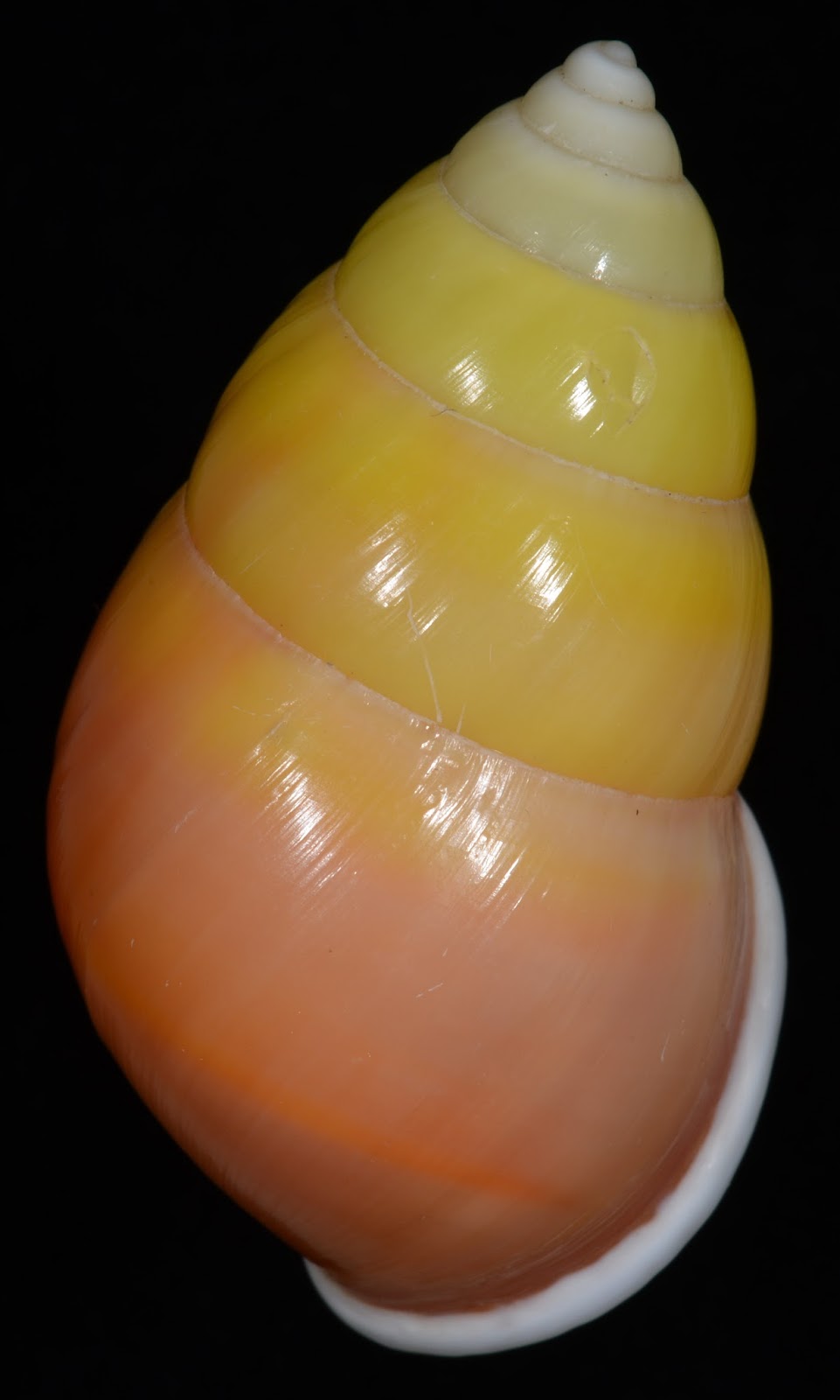 Dr. Lee's Gallery Museum: Amphidromus perversus solemi 44.17mm (Orange ...