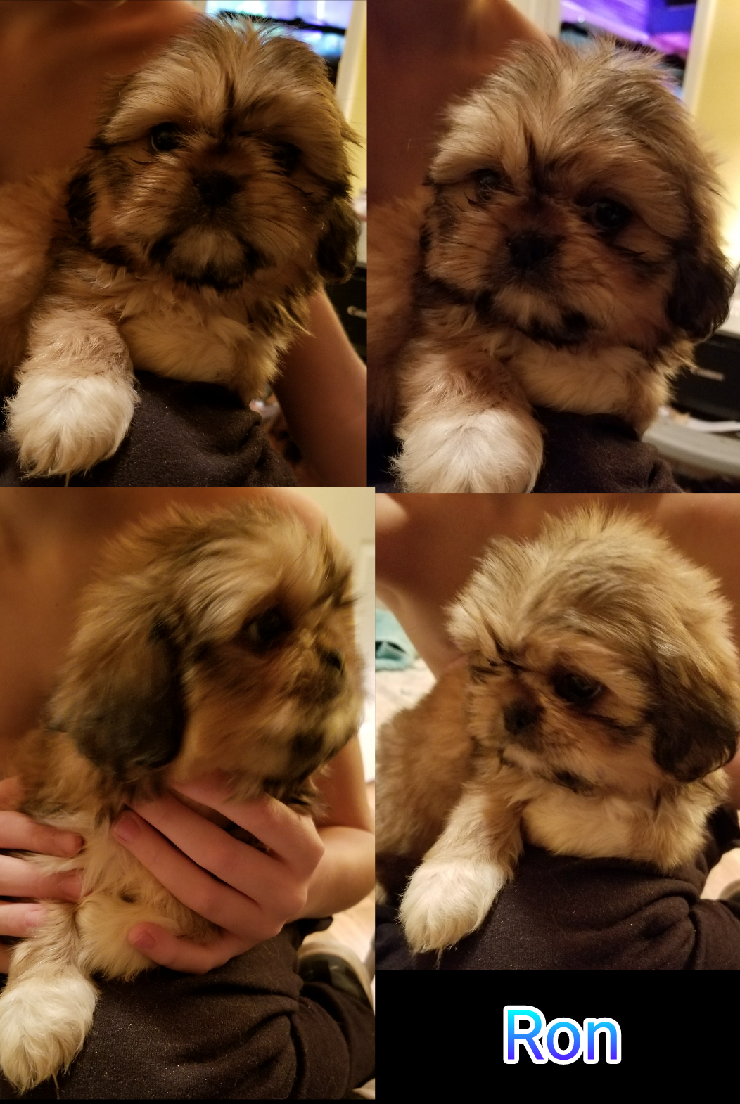 Sweet Pea Puppies: 8 Weeks Old!