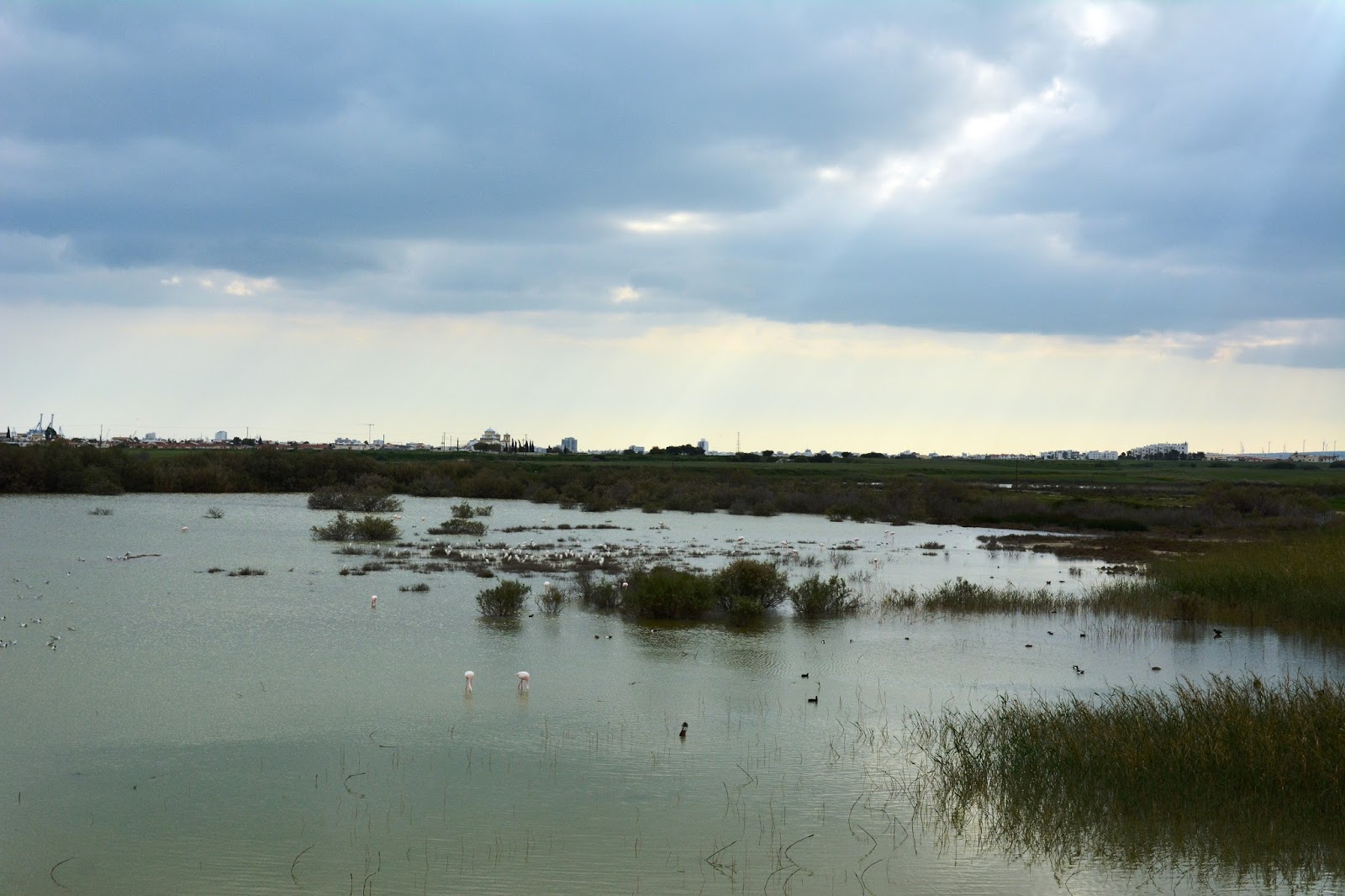 SecretCyprusTravel: Oroklini Lake, Larnaca