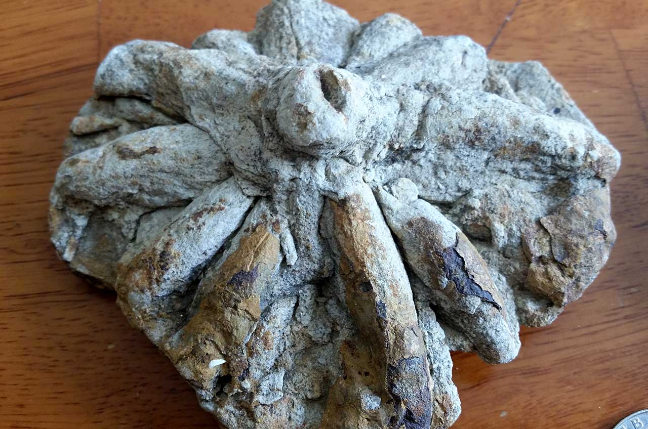 Louisville Fossils and Beyond: Asterosoma Trace Fossils