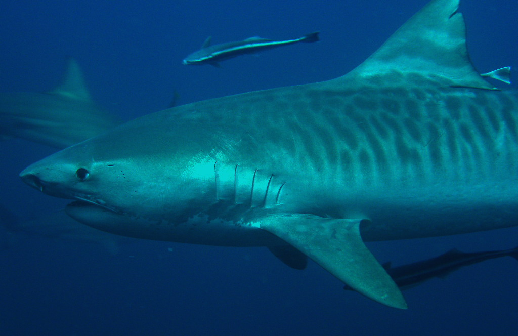 Tackle Fish: Tiger Shark ( Galeocerdo cuvier )