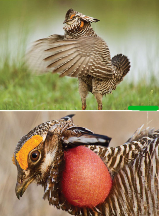 Memoirs of a Geezer: Prairie Chickens and Other Strange Birds ...
