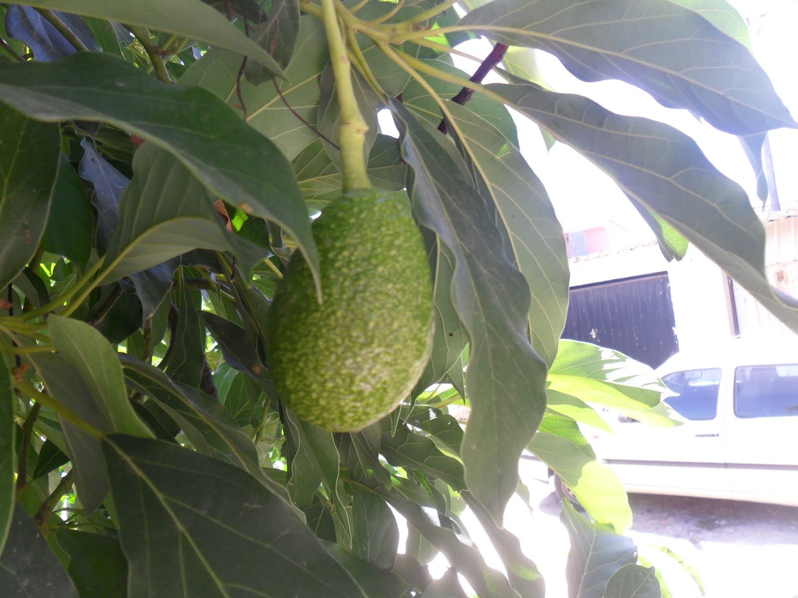 Olhai os lírios do campo: A colheita da Pera Abacate