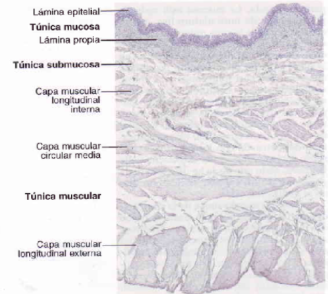 Histología de Chuchito: noviembre 2011