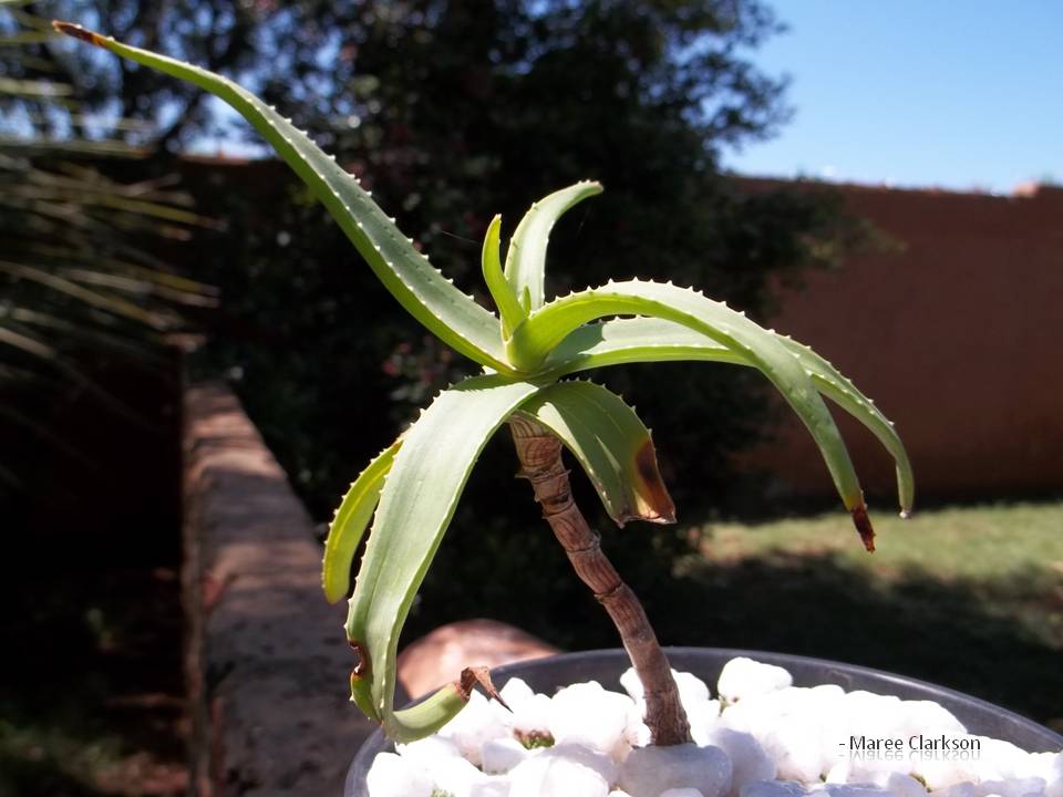 Hedgie's Nature Journal : Practicing cactus