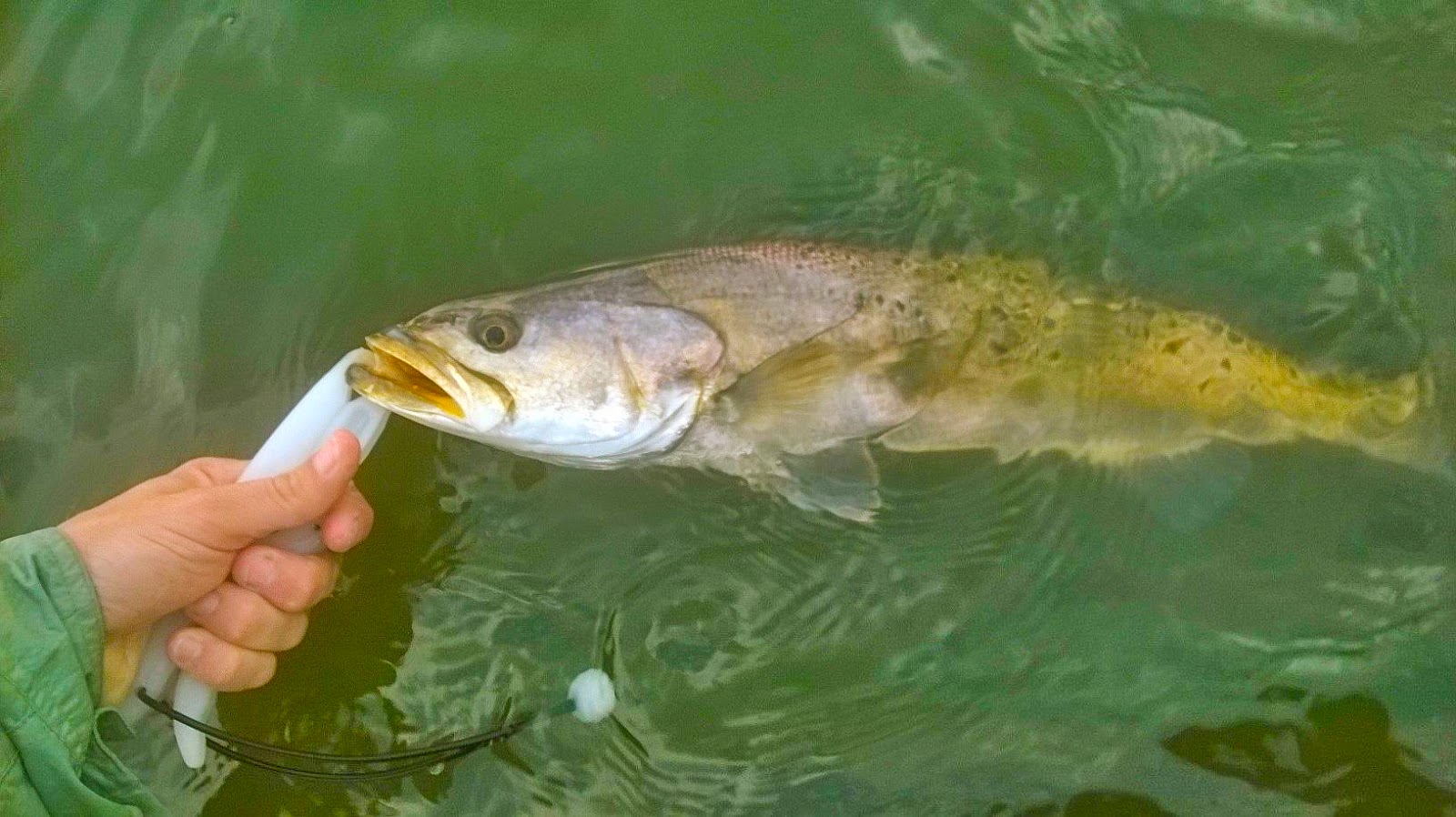 On Foot Angler: From Capt. Charlie @ Fishing Center - Ft Pierce