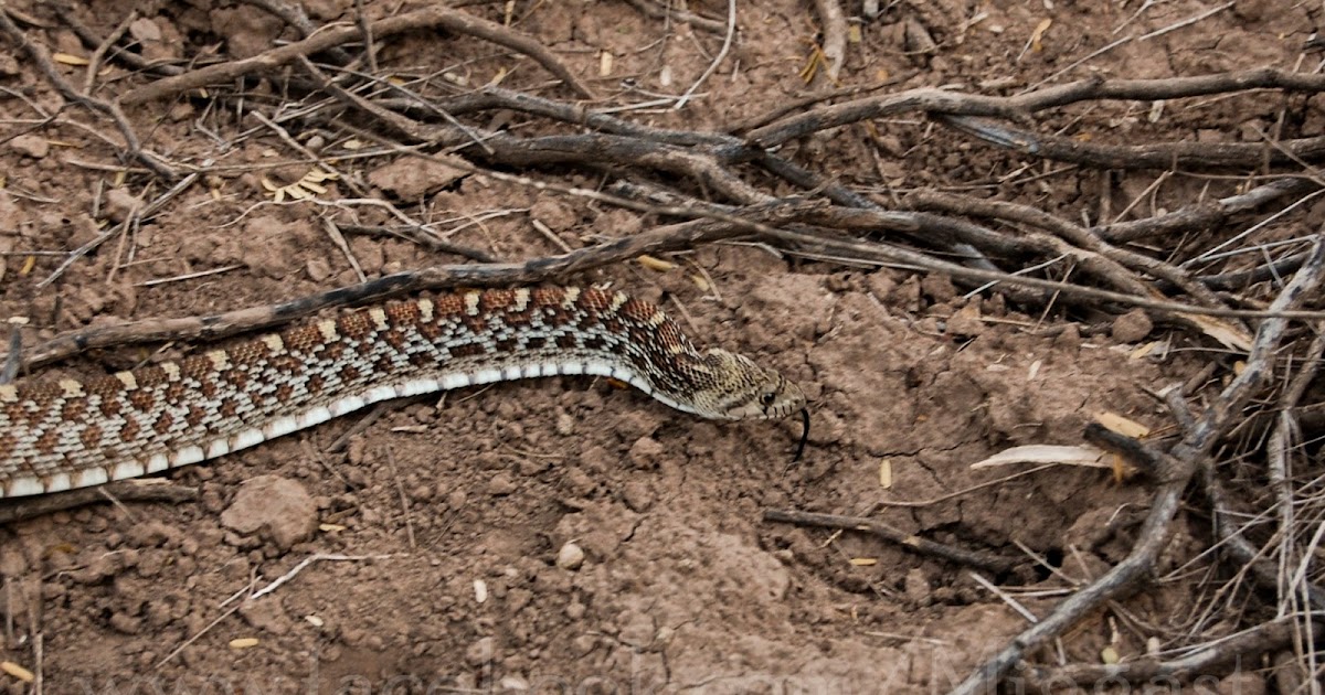 La Culebra Sorda (Pituophis catenifer).
