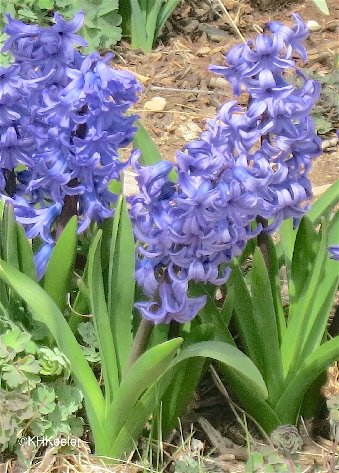 A Wandering Botanist: Plant Story--Hyacinth, Beautiful and Memorable
