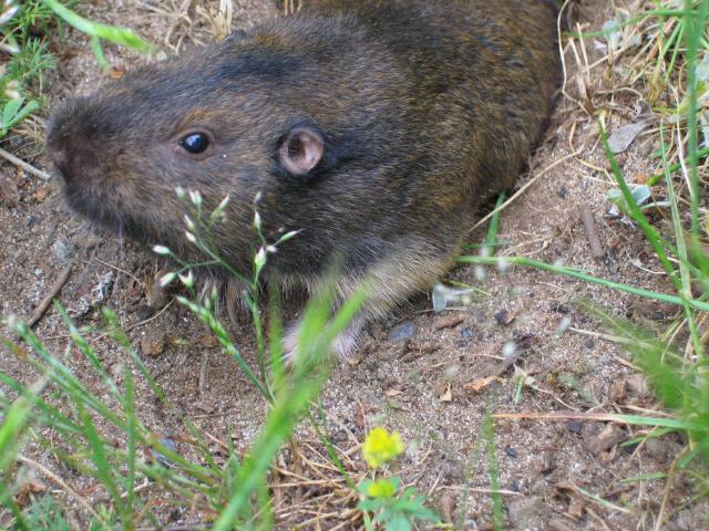 Looking for the Owl Channel Blog? Click below please for the new ...